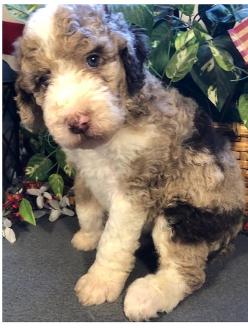 Aussiedoodle’s, Bernedoodles & Goldendoodle Puppies - Aussiedoodle’s ...