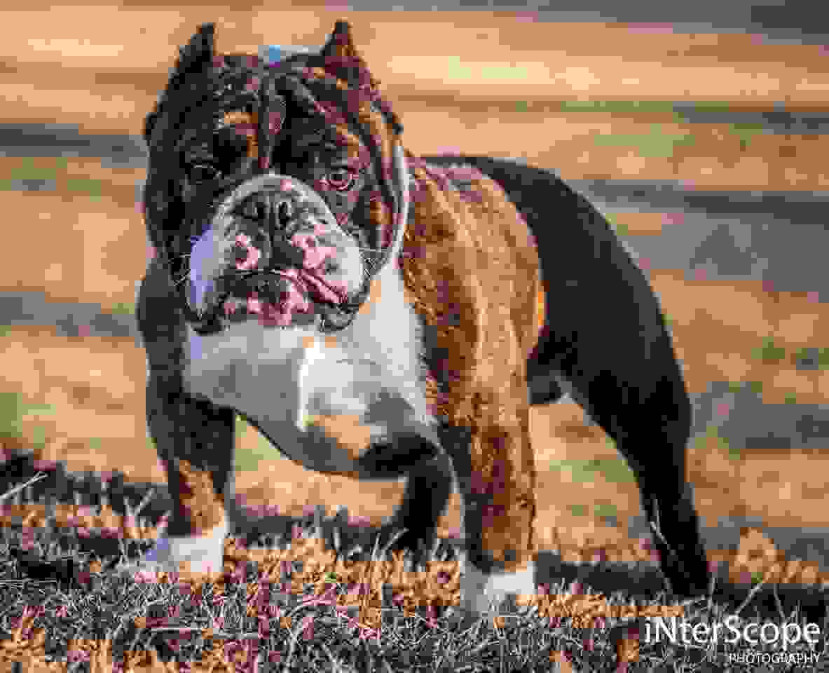 Shortybull, Shorty Bull. - TSU Shortybulls