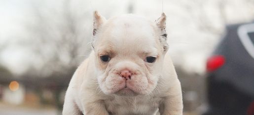 Shortybull, Shorty Bull. - TSU Shortybulls