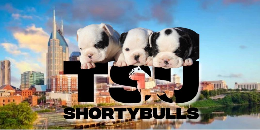 Shortybull, Shorty Bull. - TSU Shortybulls