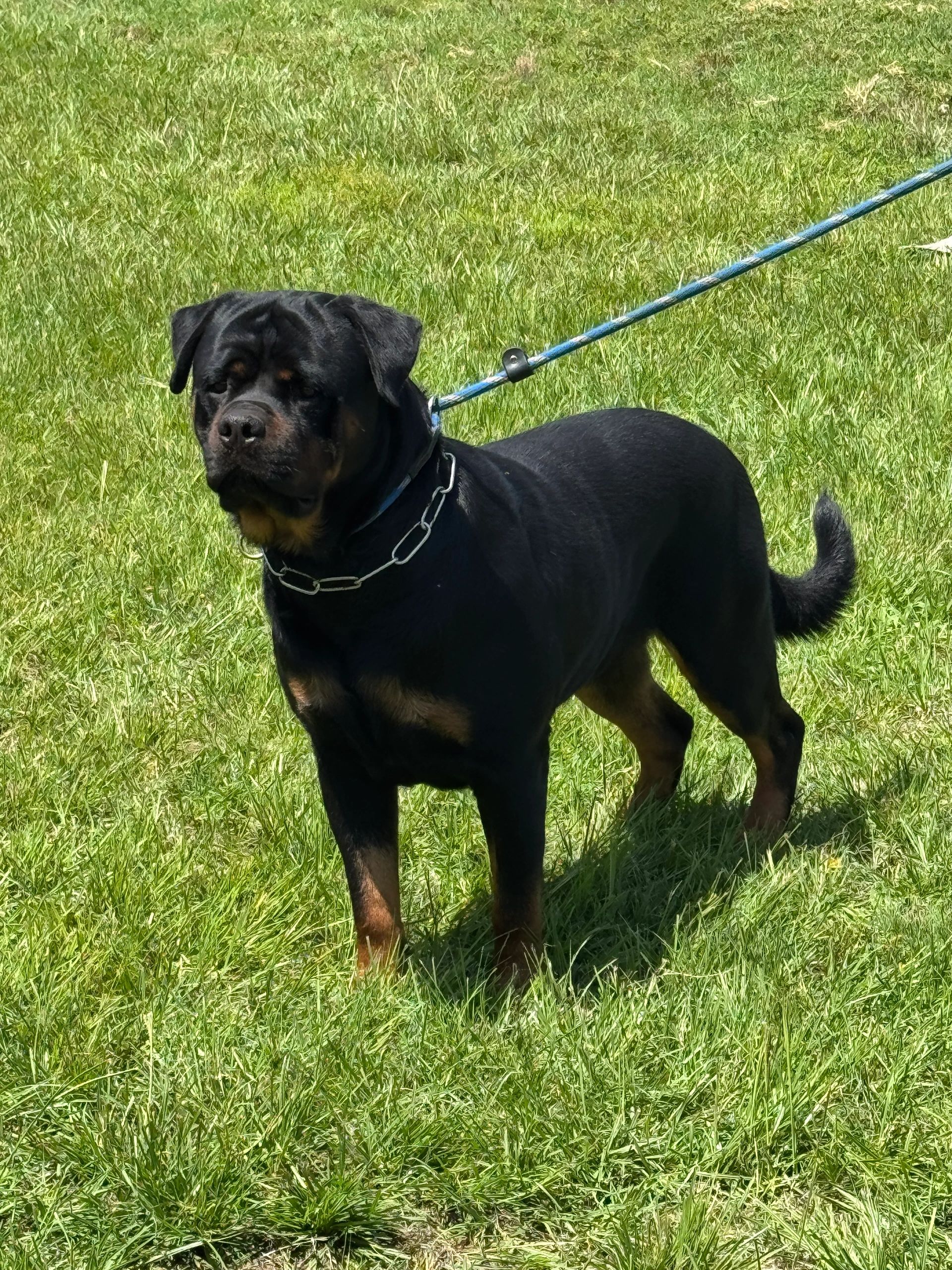 Top German Rottweiler Breeders | Von MK Rottweilers