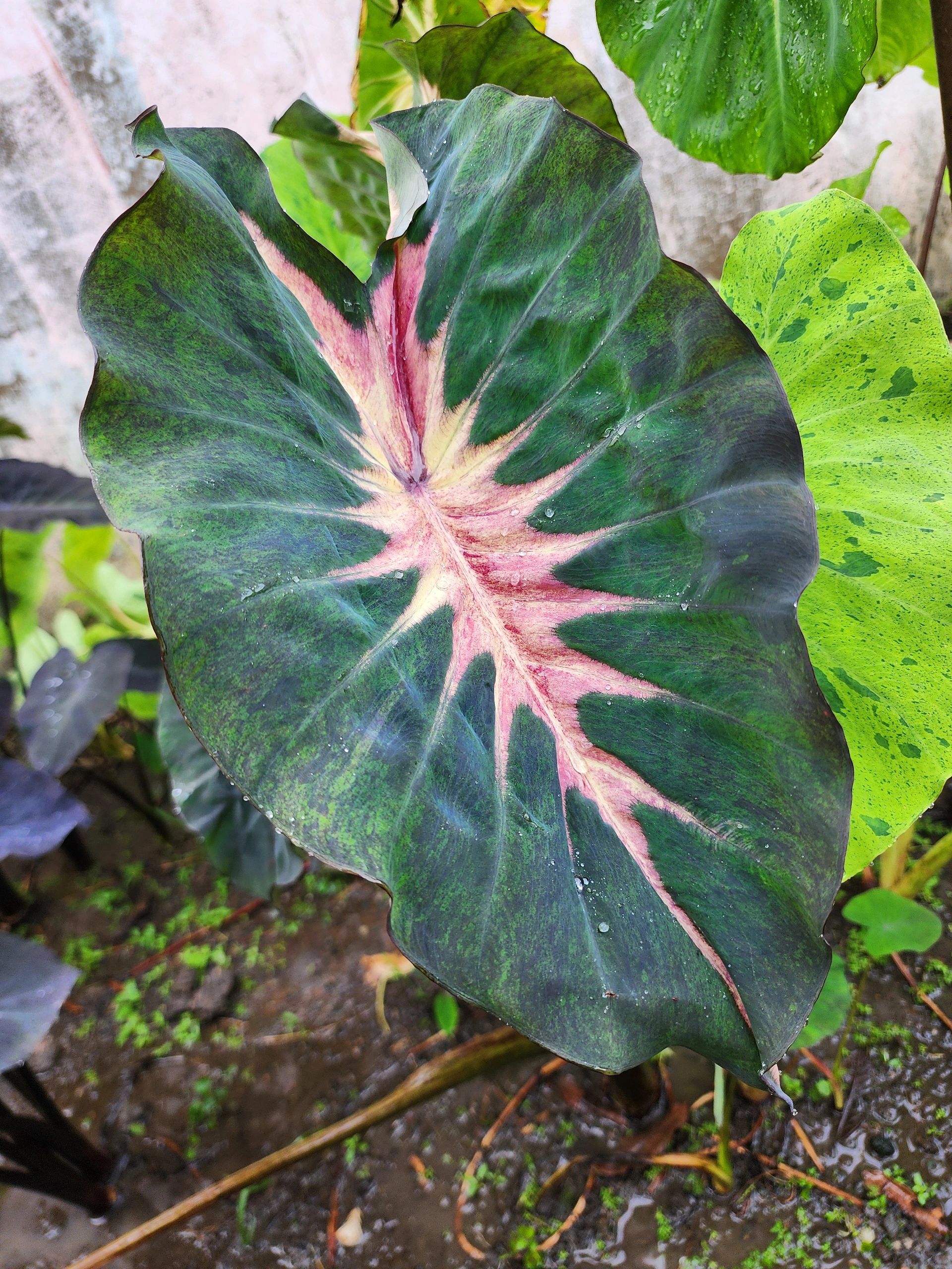 Premium Colocasia Plants in the Philippines | SUNNYGARDEN PH