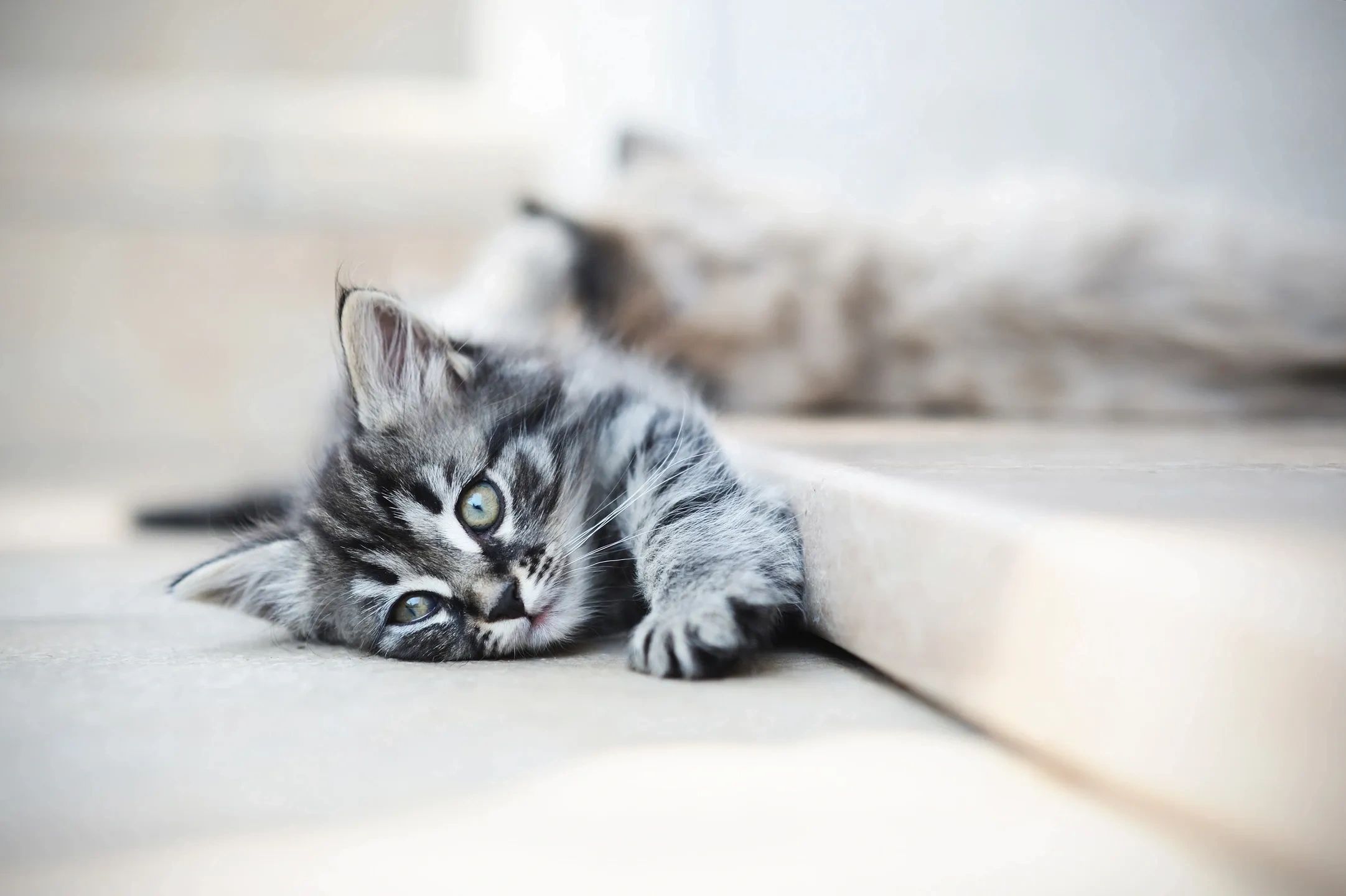 The Ultimate Cat Show Experience