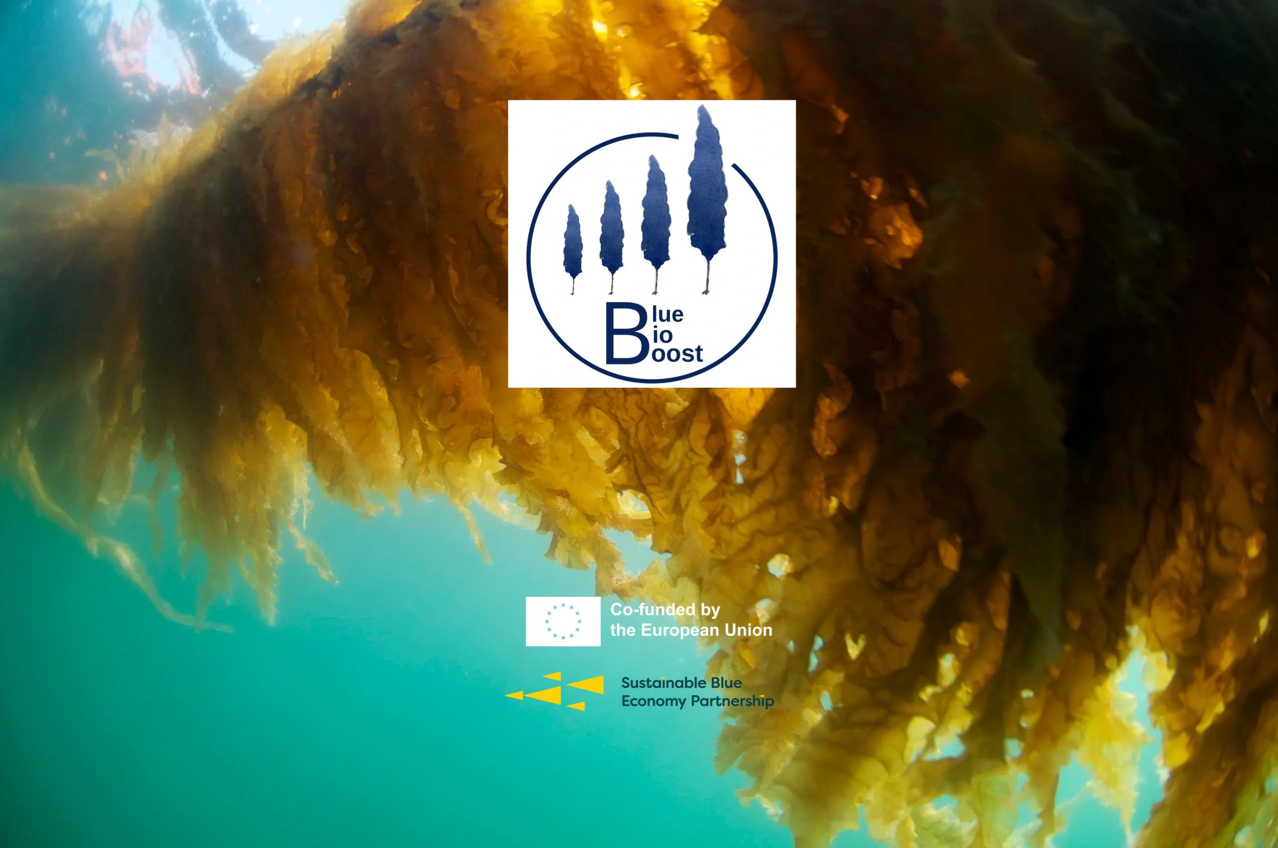 The Blue Bio Boost project: Advancing Seaweed Aquaculture Innovations ...