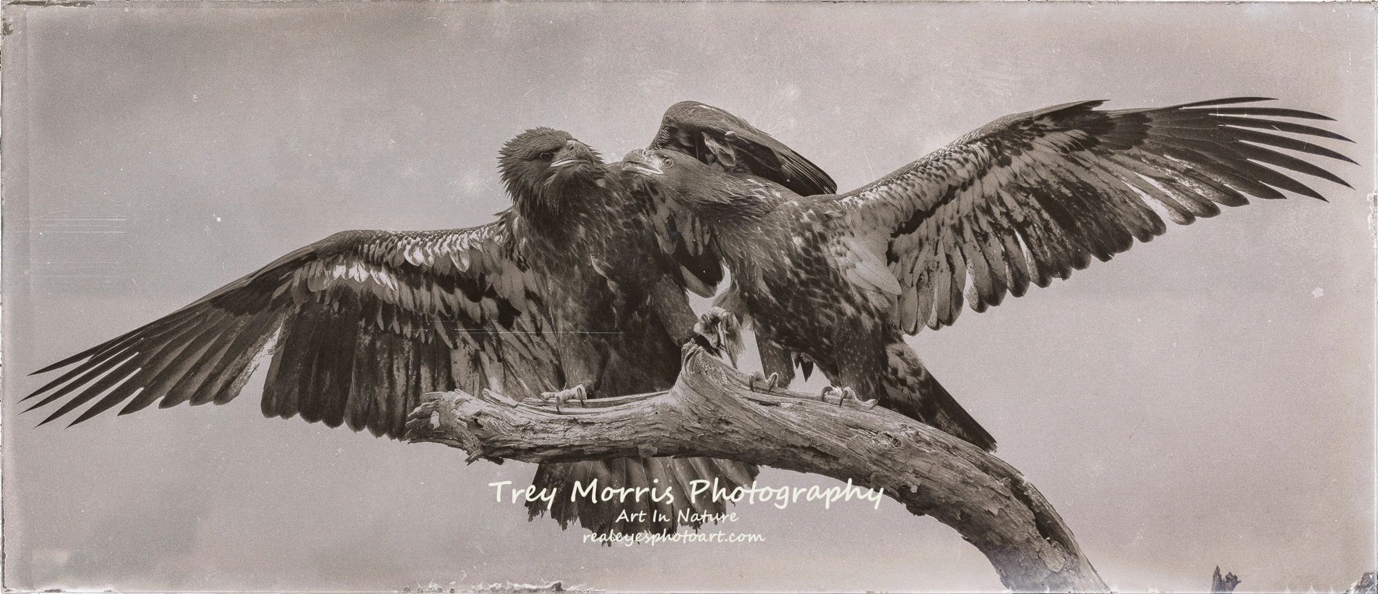 William Morris Photography