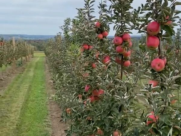 HOME [brownfarmsapples.com]