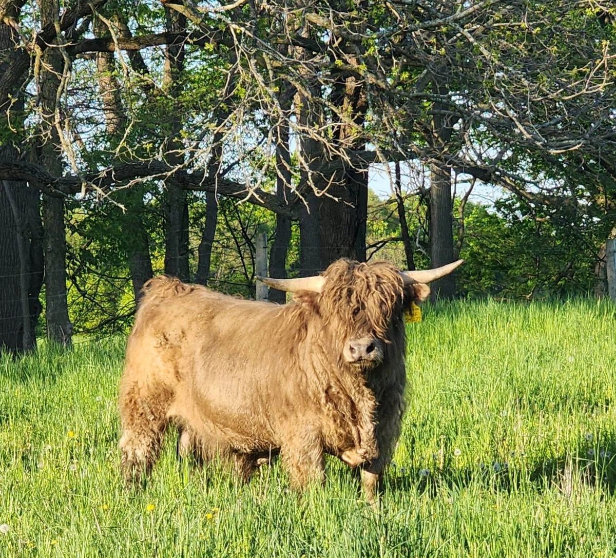 LEA Rhys Evans Conventional semen