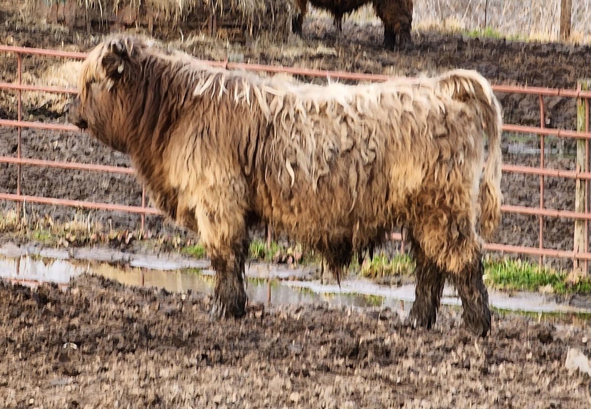 LEA Rhys Evans Female Sexed Semen