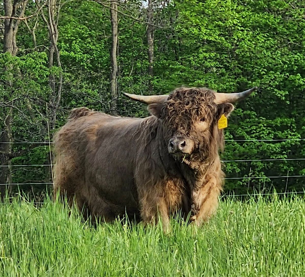 LEA Rhys Evans Female Sexed Semen