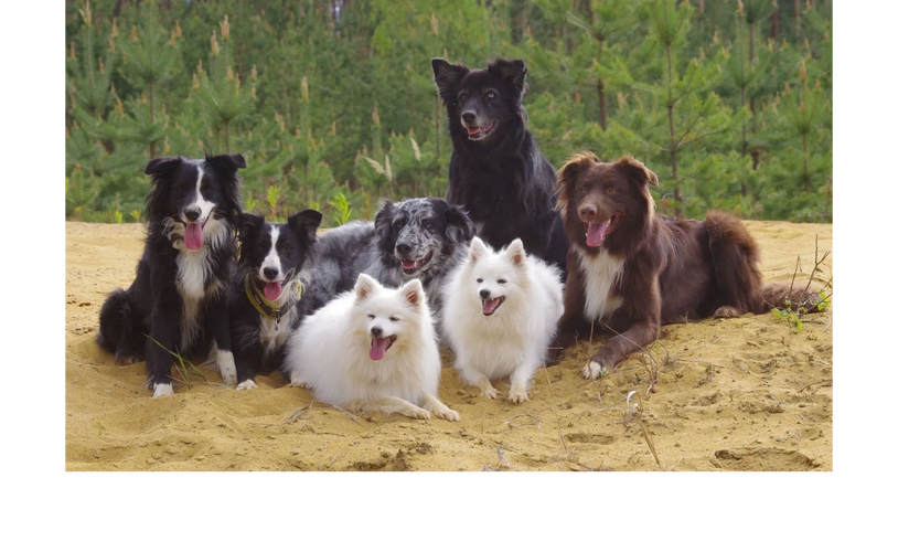 Site - Australianpaimenkoira Aussie Japaninpystykorva Kennel Pentuja ...