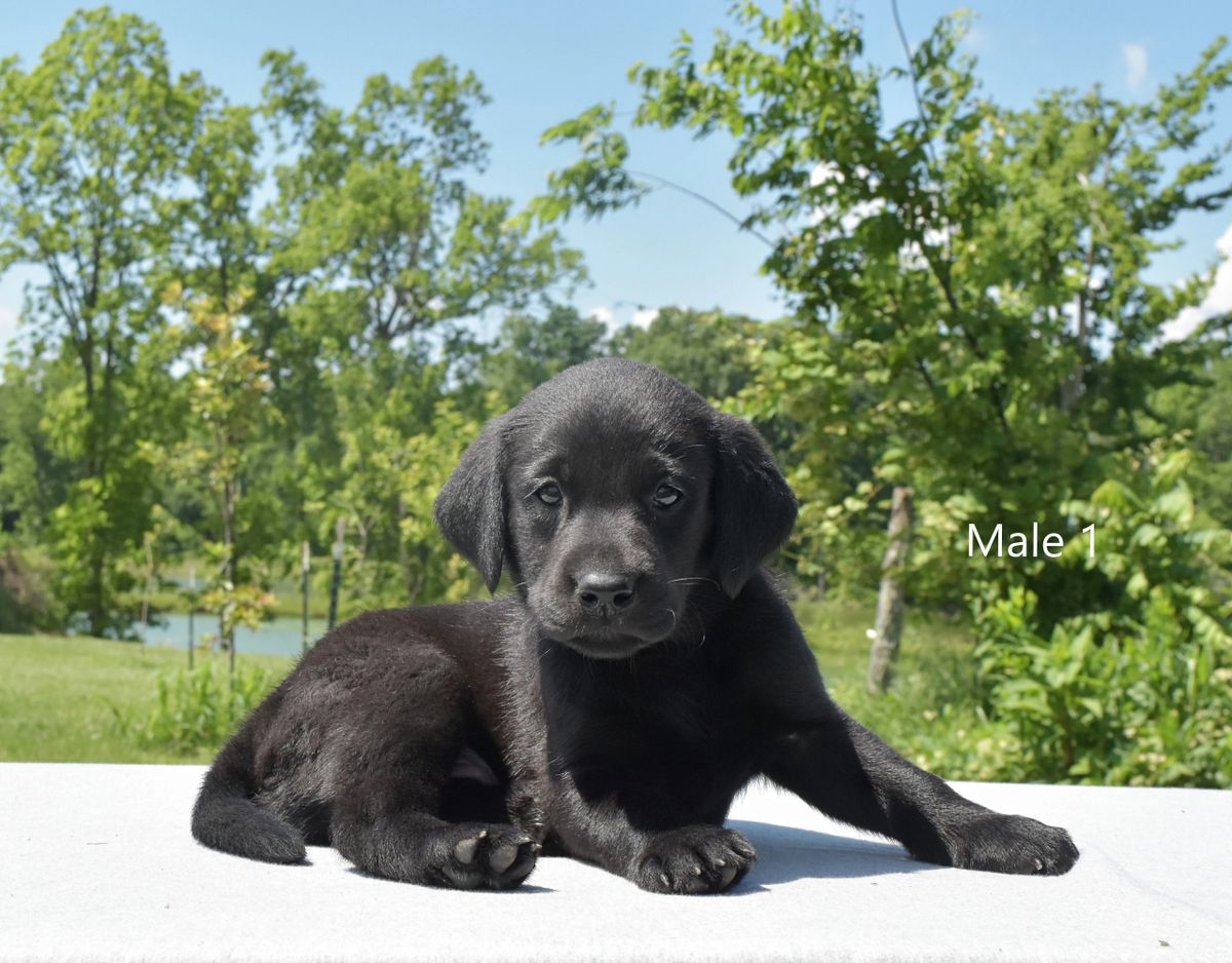 Birdie's black British Labrador male first pick DEPOSIT