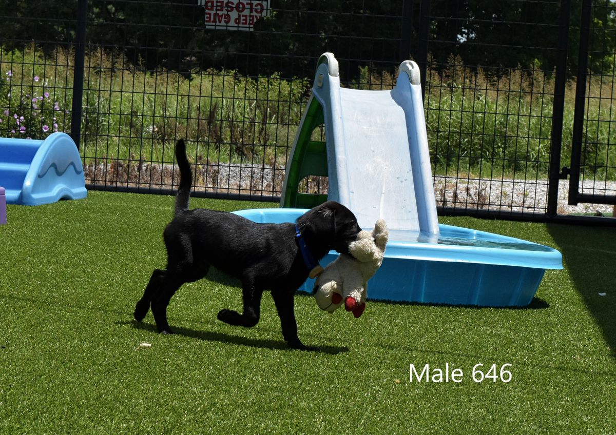 Birdie's British black lab male 646 DEPOSIT