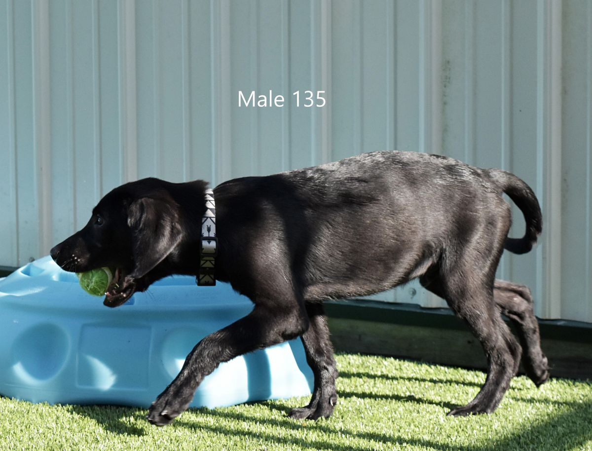 British black labrador male 135