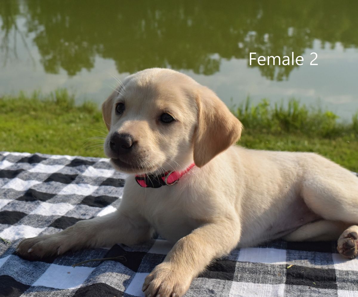 Birdie's yellow British Labrador females second pick DEPOSIT