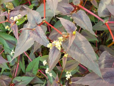 Cultivation notes | Alan's Jungle Plants