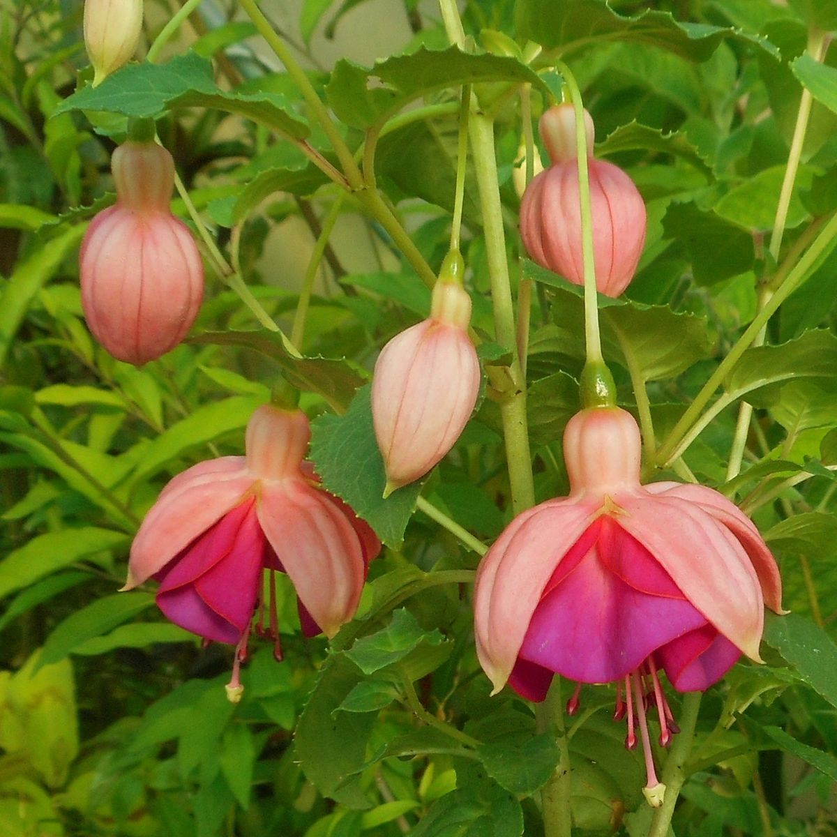 Fuchsia 'Garden News'
