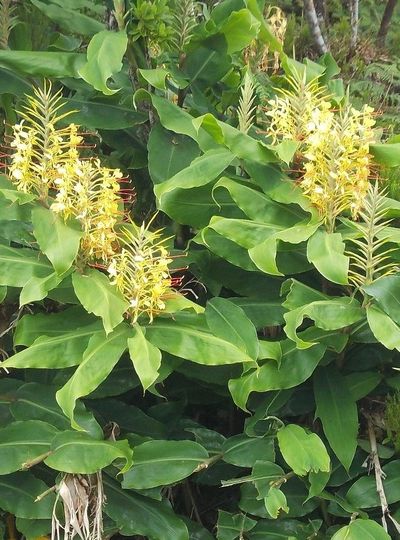 Cultivation notes | Alan's Jungle Plants