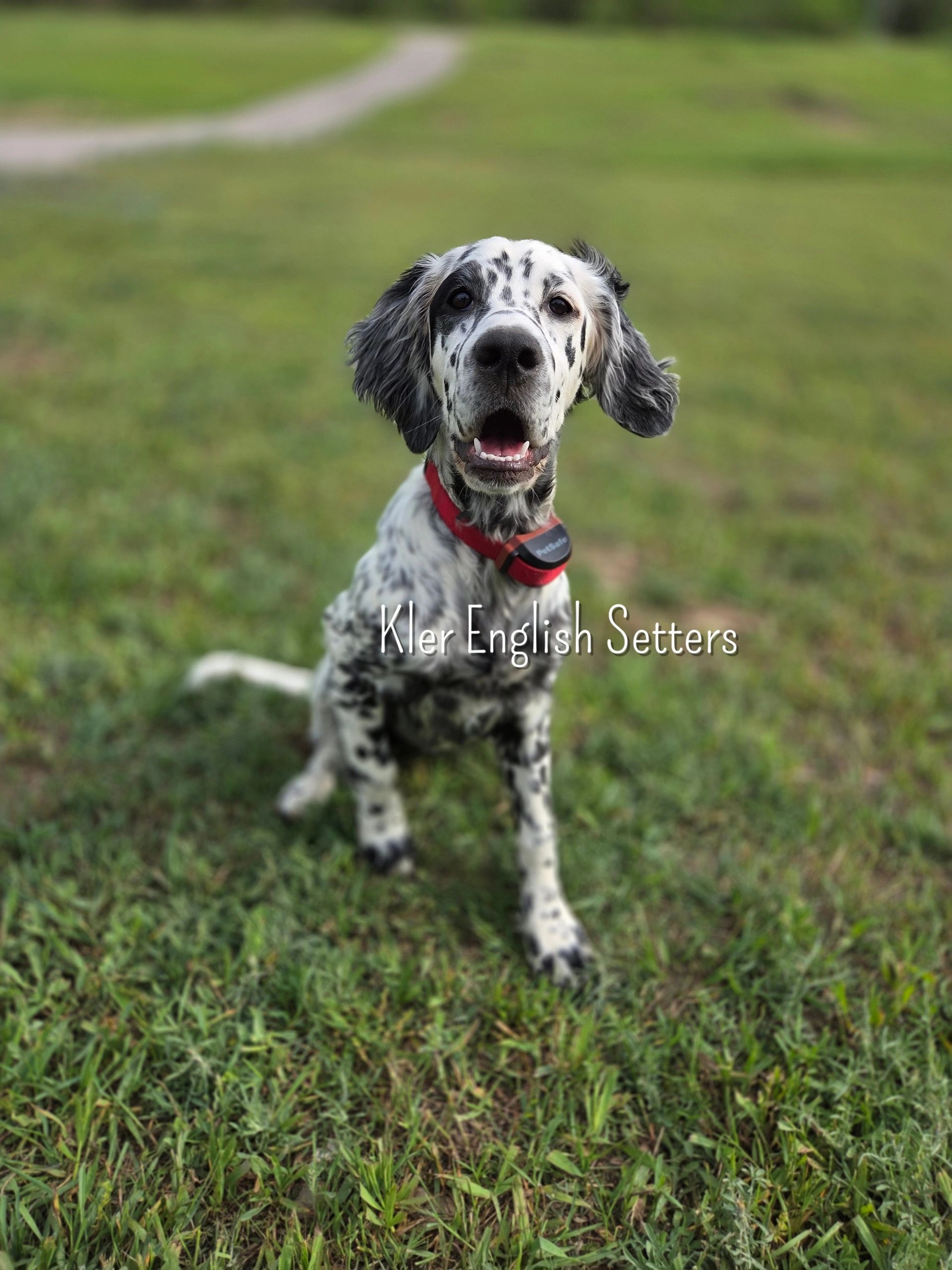 Find Your Perfect Puppy: English Setters