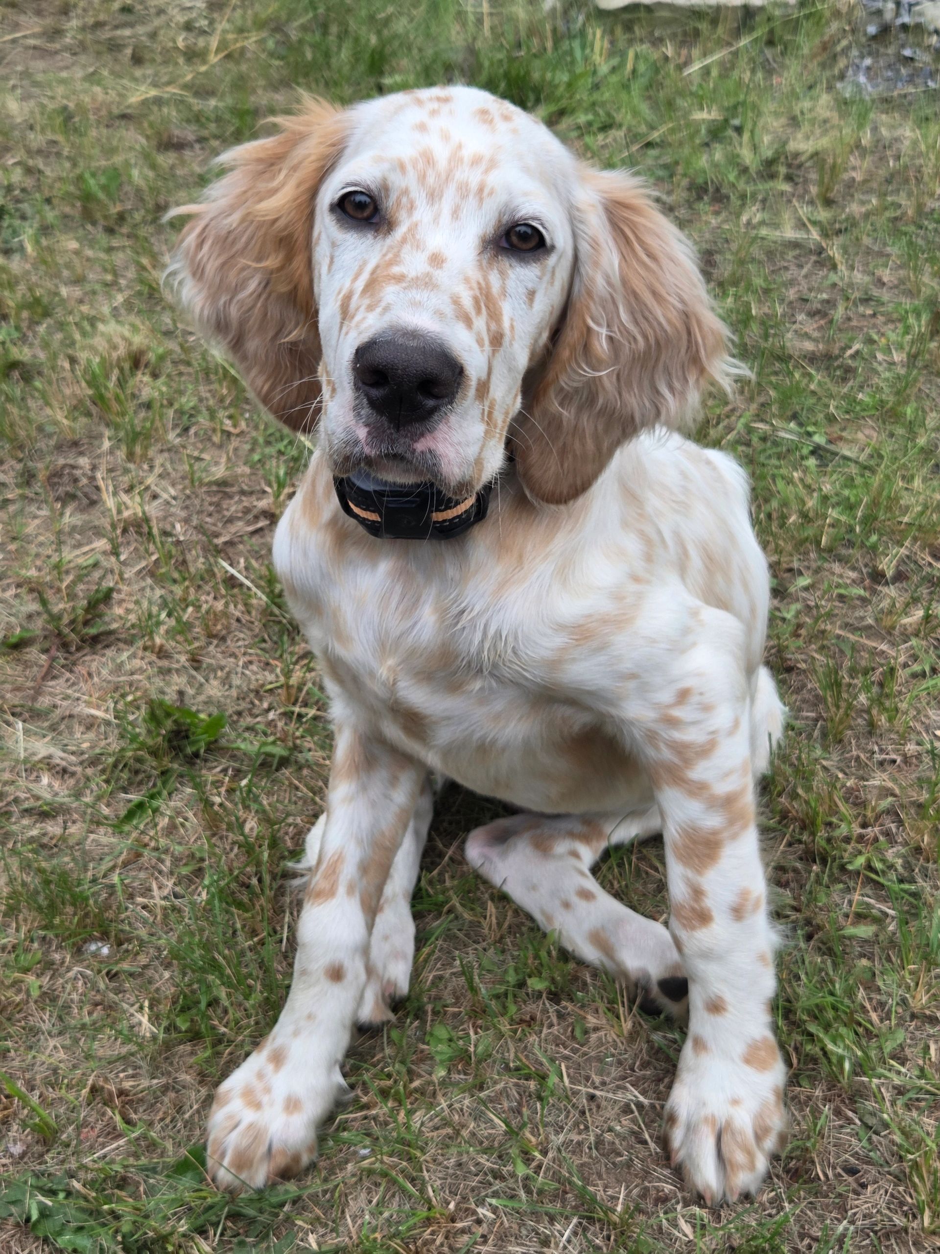 Find Your Perfect Puppy: English Setters