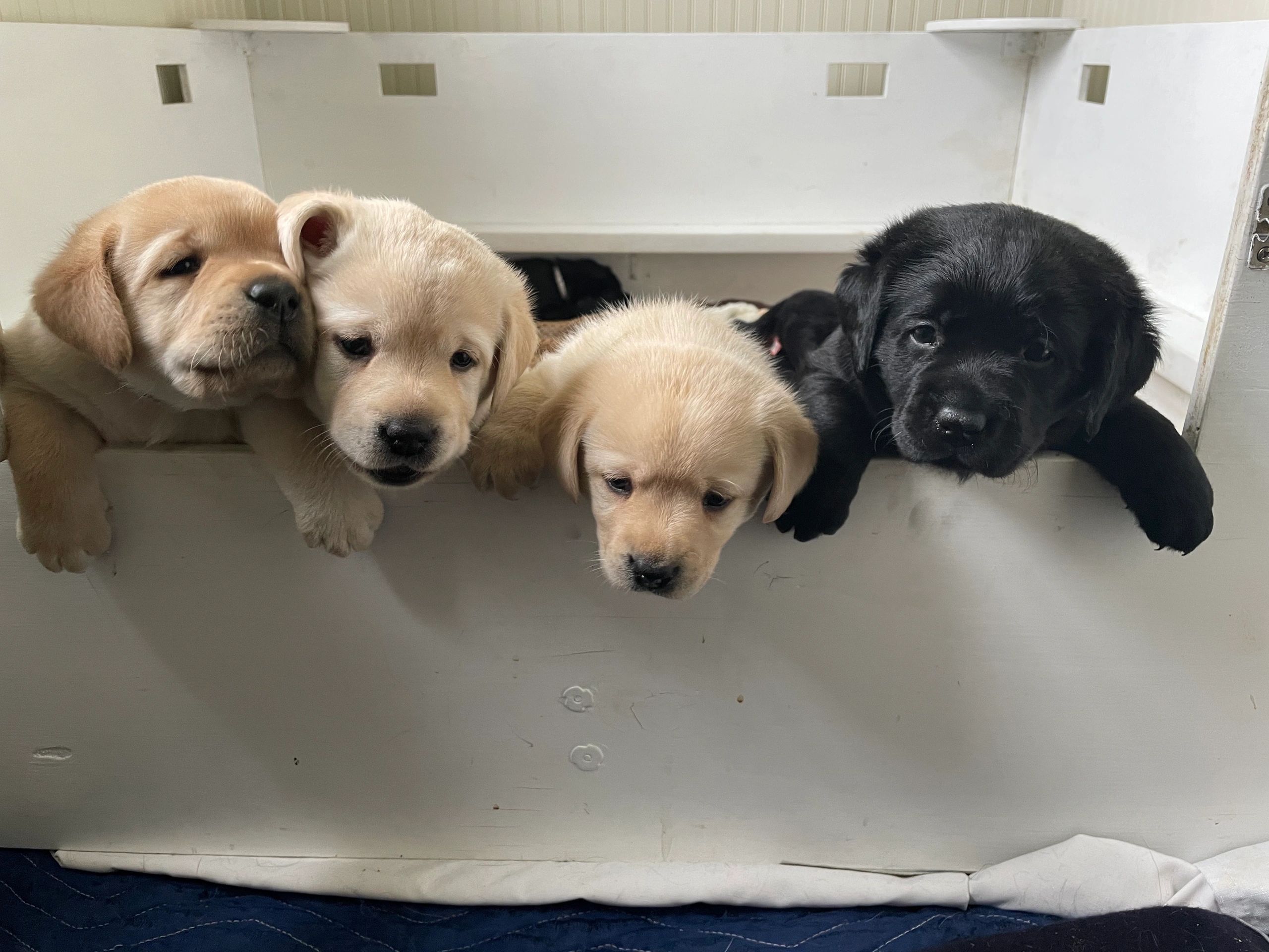 Labrador Retrievers At Two Crows - Blue Sky Labradors