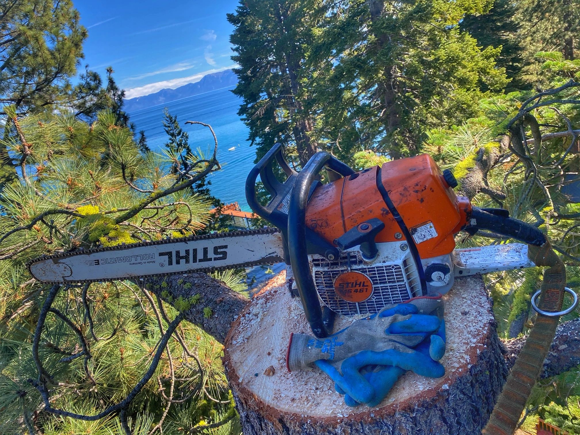 Lake Tahoe Tree Service, Removal, Trimming, Arborist, A Tall Tree, Truckee