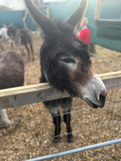 Donkey Experiences | The Polesworth Donkey Sanctuary
