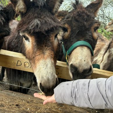 Donkey Experiences | The Polesworth Donkey Sanctuary