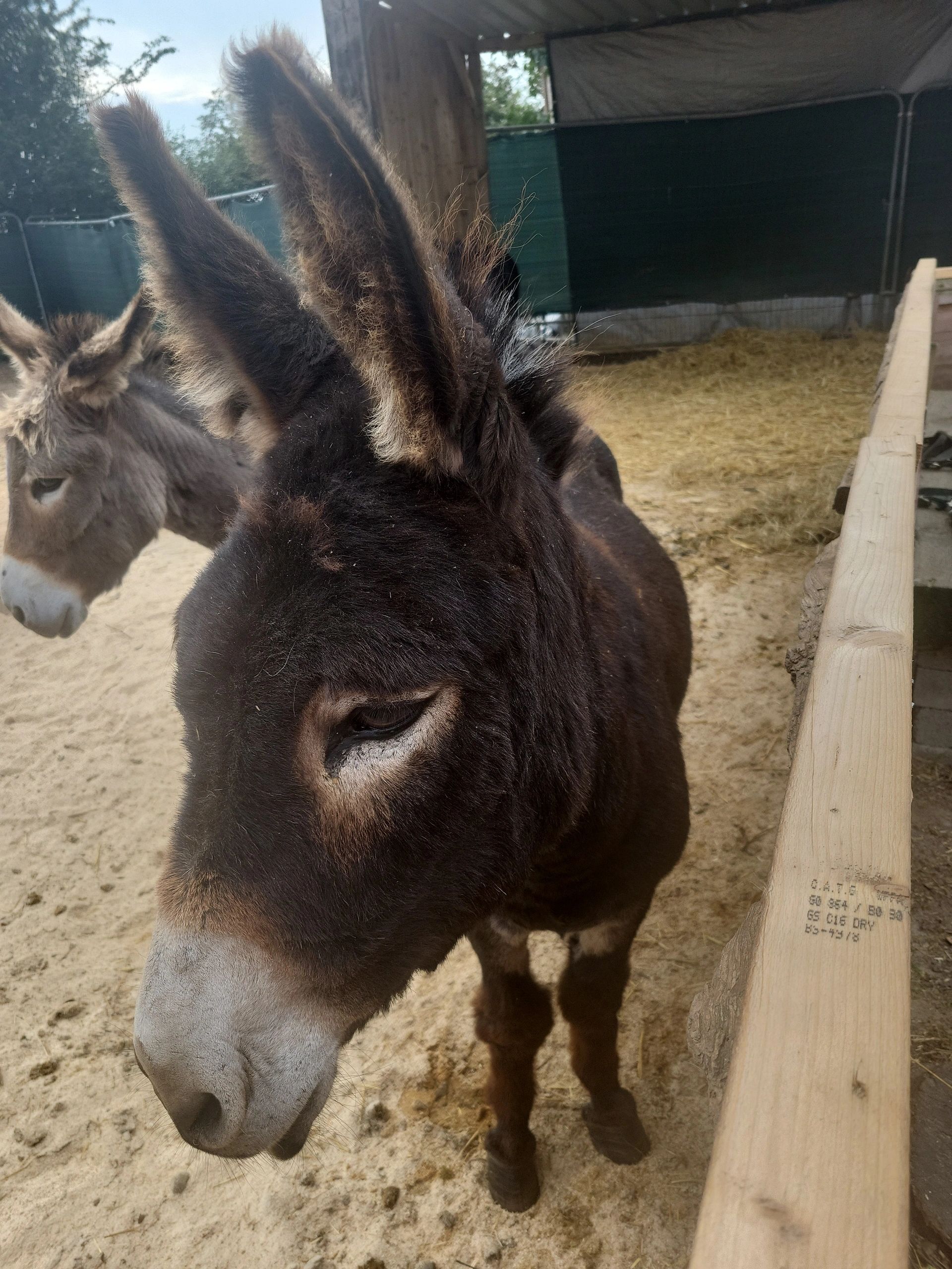 Donkey Experience Package 1
