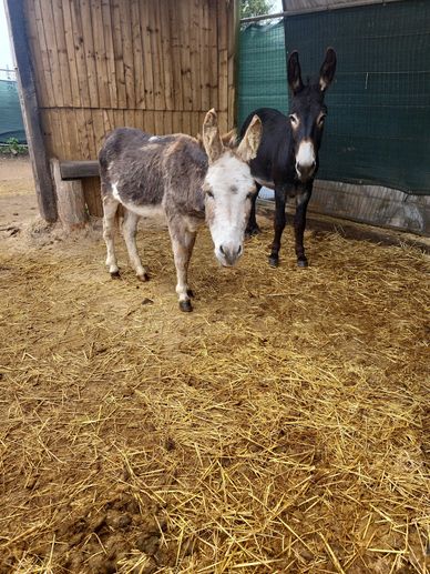 Adopt a Donkey