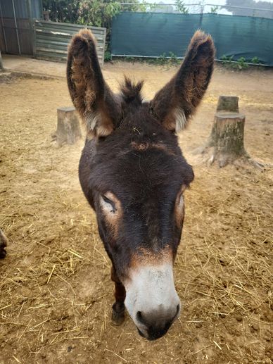 Adopt a Donkey