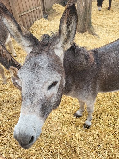 Adopt a Donkey