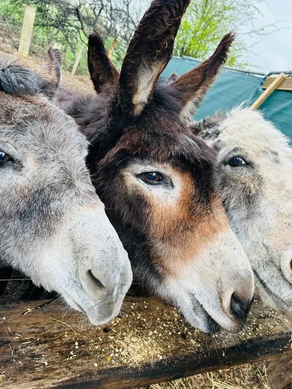 Donkey - The Polesworth Donkey Sanctuary