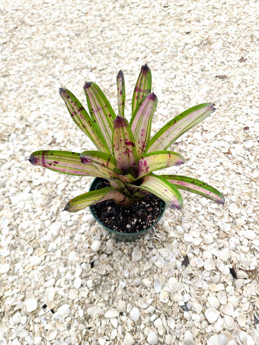 Neoregelia Blueberry Crisp