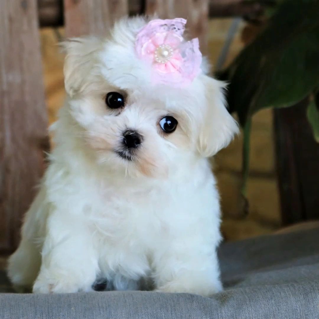 Our Training Program