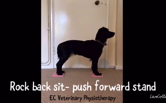 Therapeutic Exercises- sit to stand