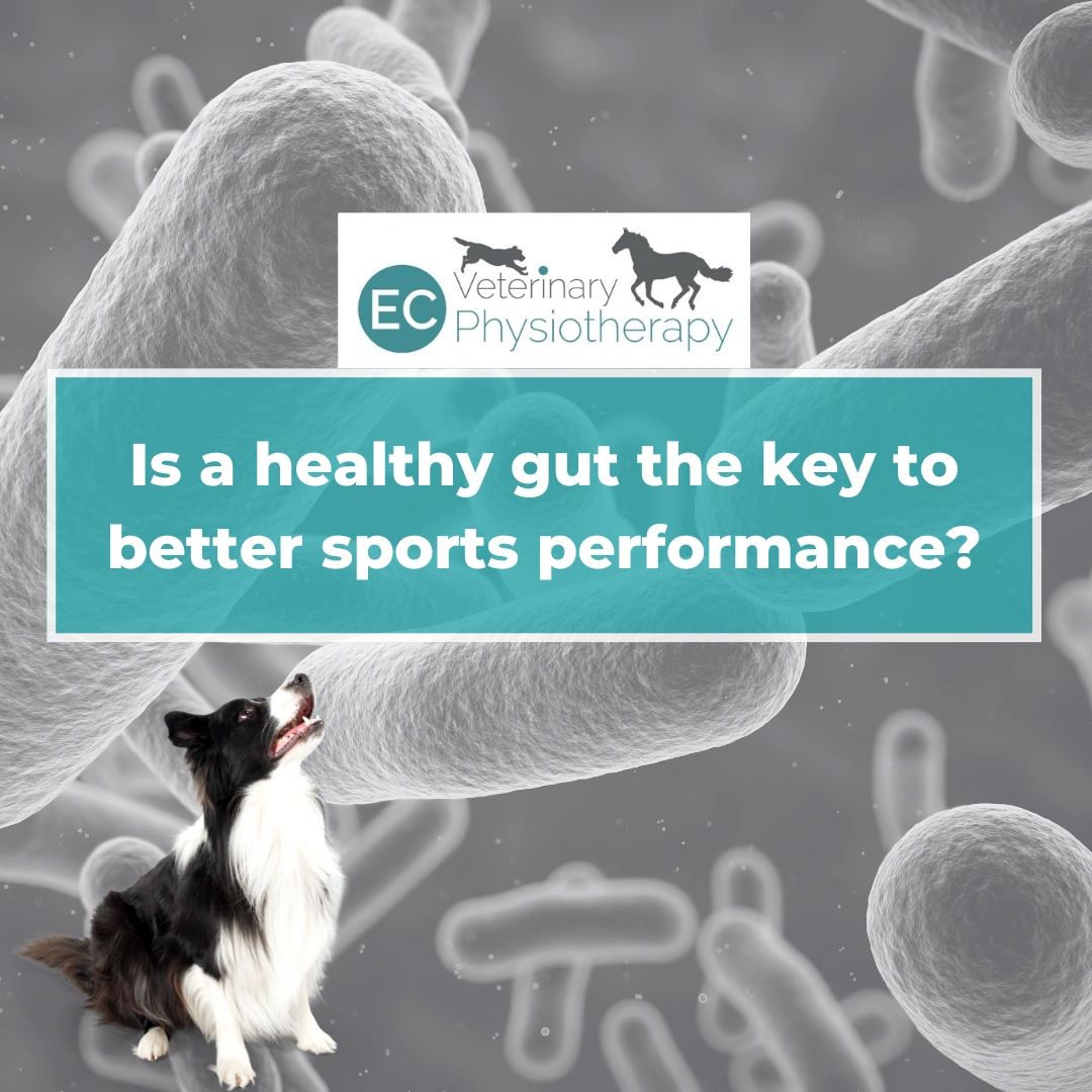 Is a healthy gut the key to better sports performance?