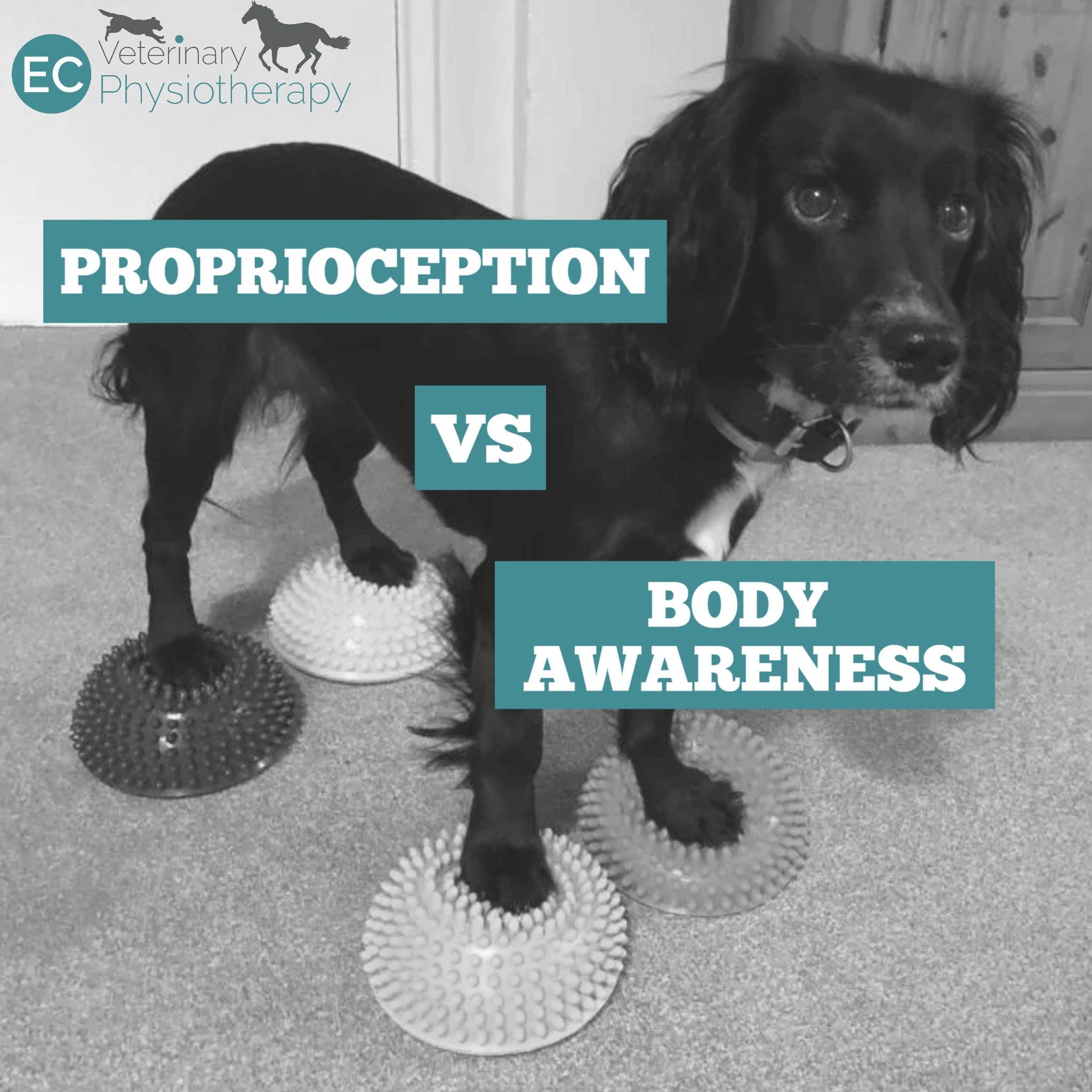 Proprioception vs body awareness