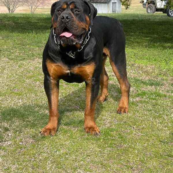 SAVAGEKINGDOMBOERBOELSMIDWEST