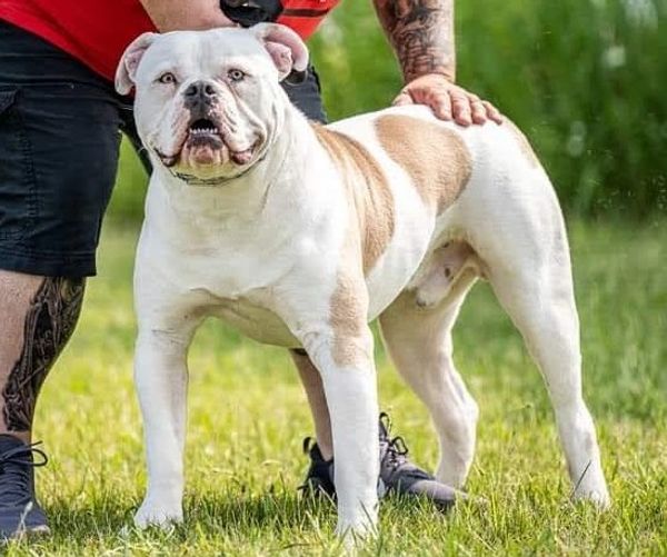 Elijah's American Bulldogs LLC - American Bulldogs, Breeder, Custom ...