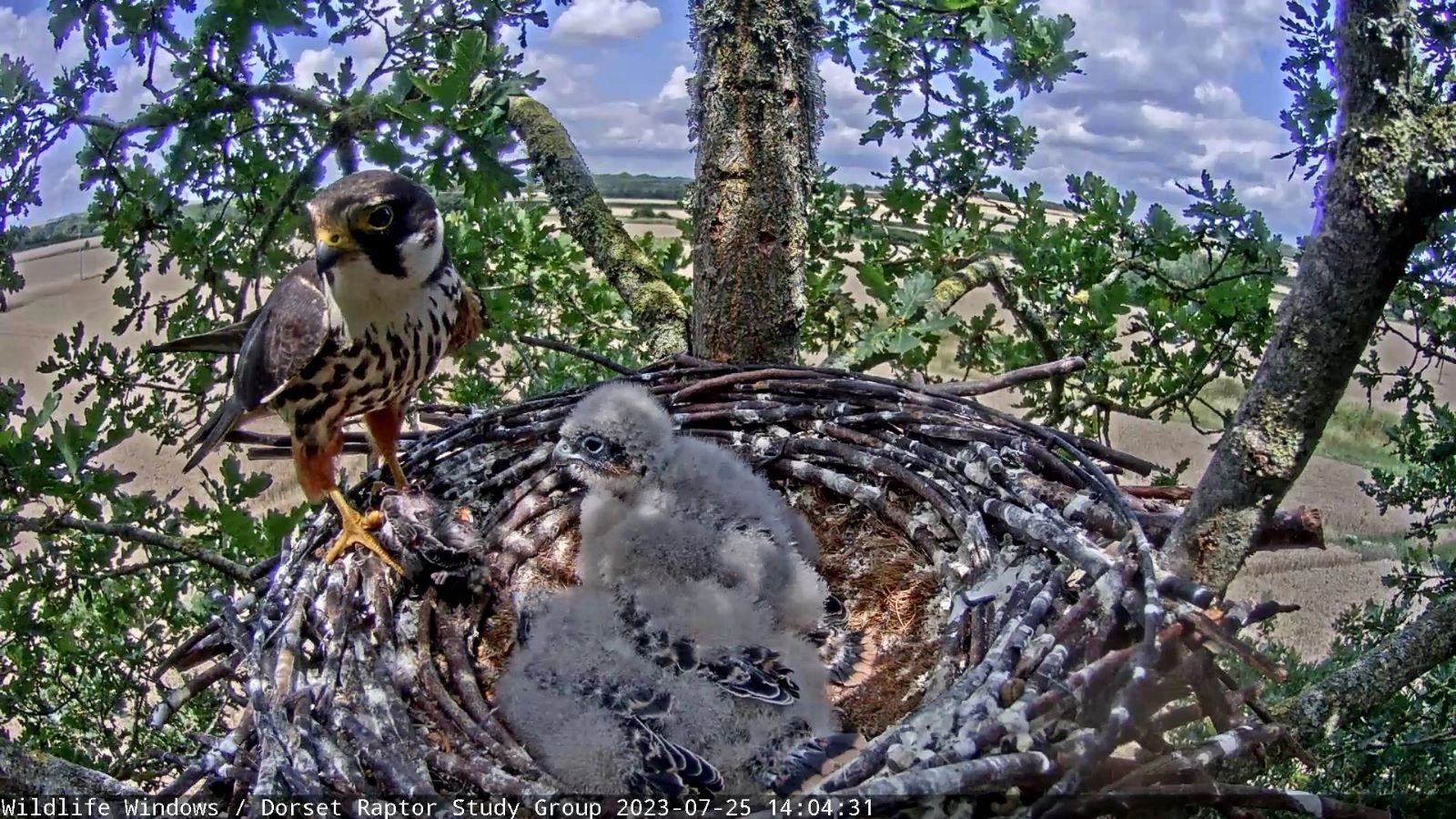 Dorset Raptor Study Group