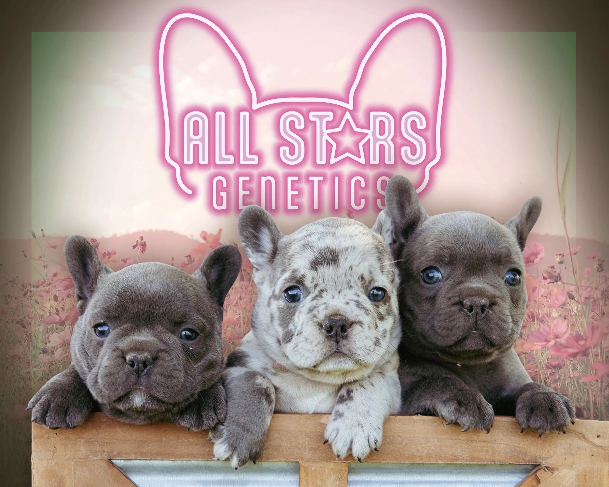 All Star Genetics - French Bulldogs, Dog Breeder French Bulldogs