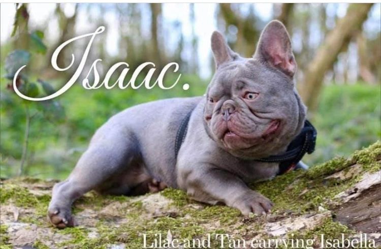 French Bulldog Puppies - Custom Made Bulldogs