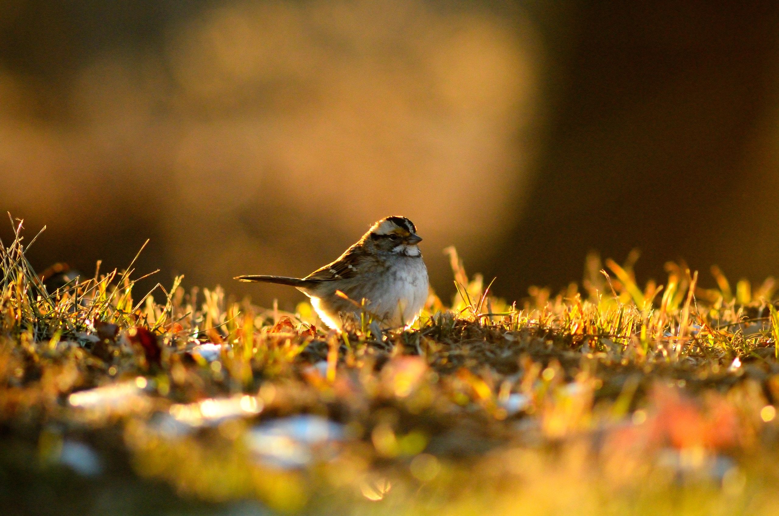 DePace Wildlife Photography