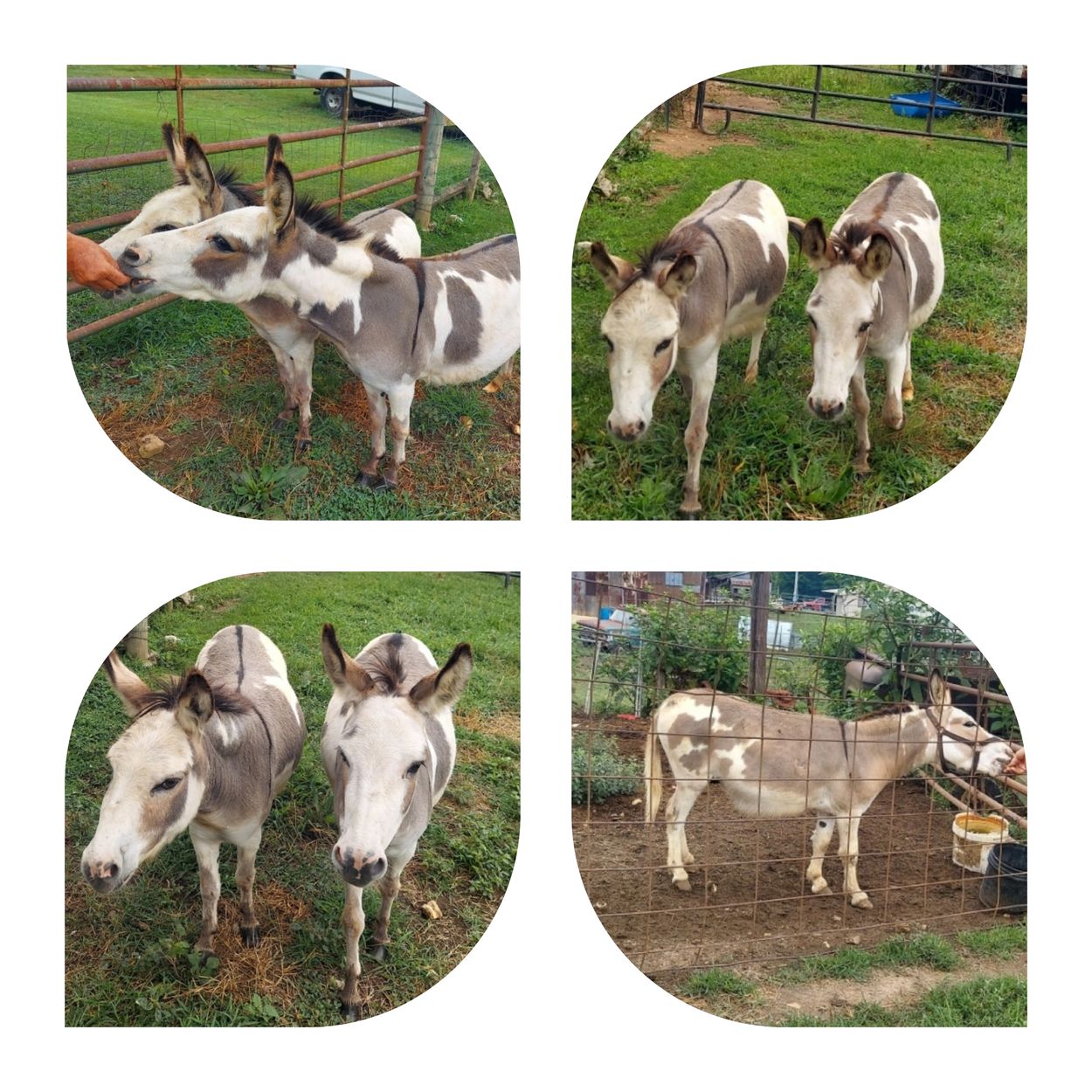 Miniature Donkeys