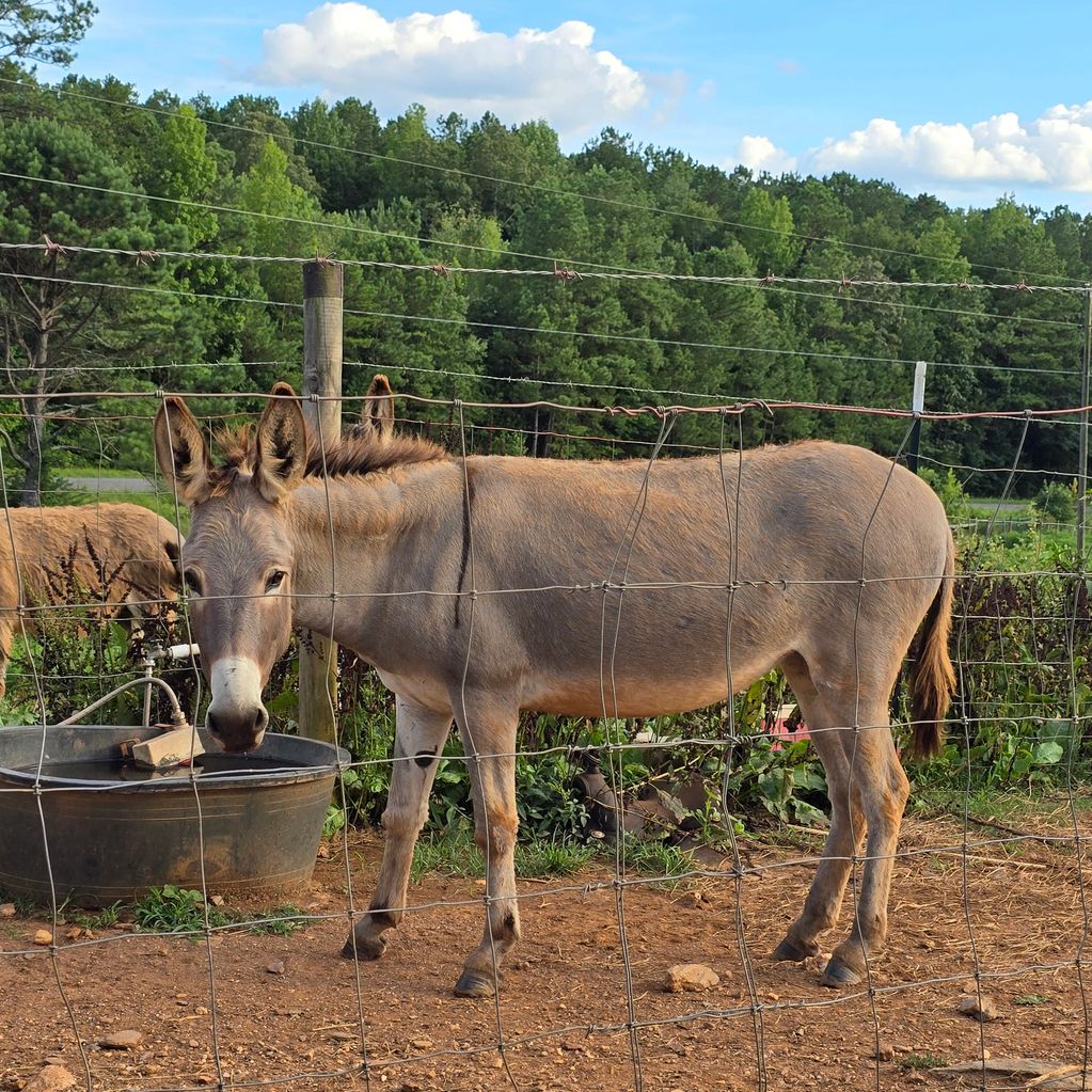Standard size Donkeys | Big E Livestock and Donkeys