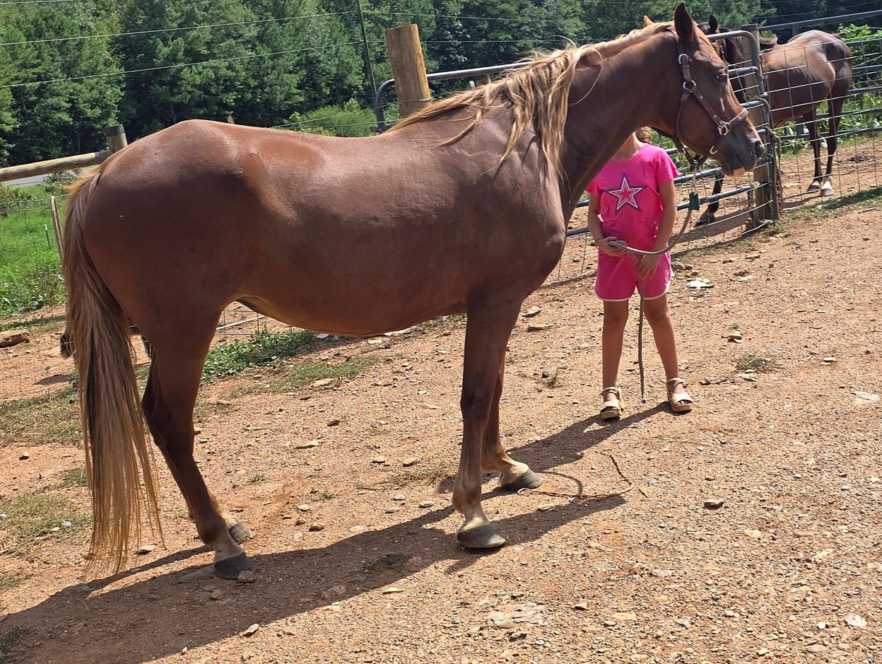 Available Horses ponies