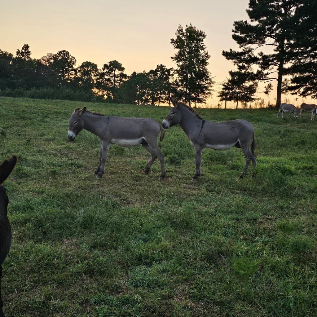 Standard size Donkeys | Big E Livestock and Donkeys