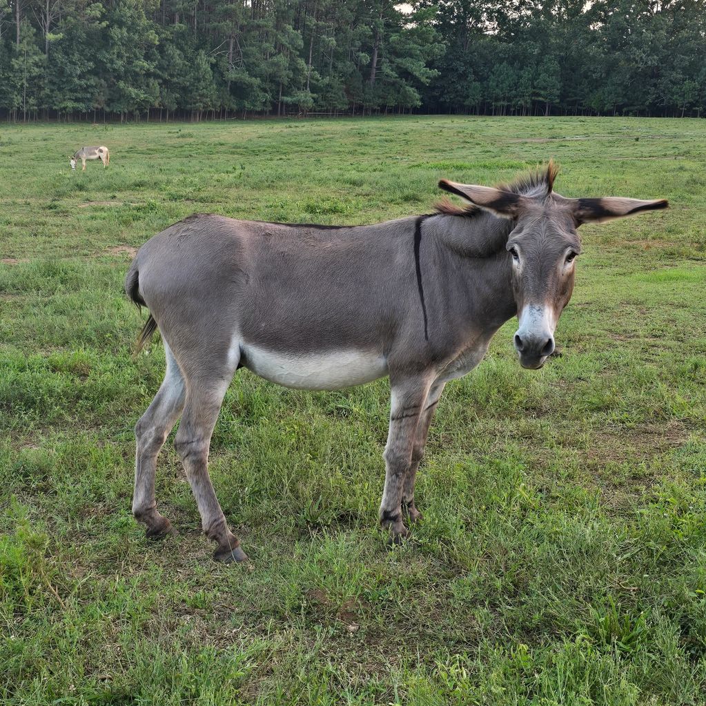 Standard size Donkeys | Big E Livestock and Donkeys