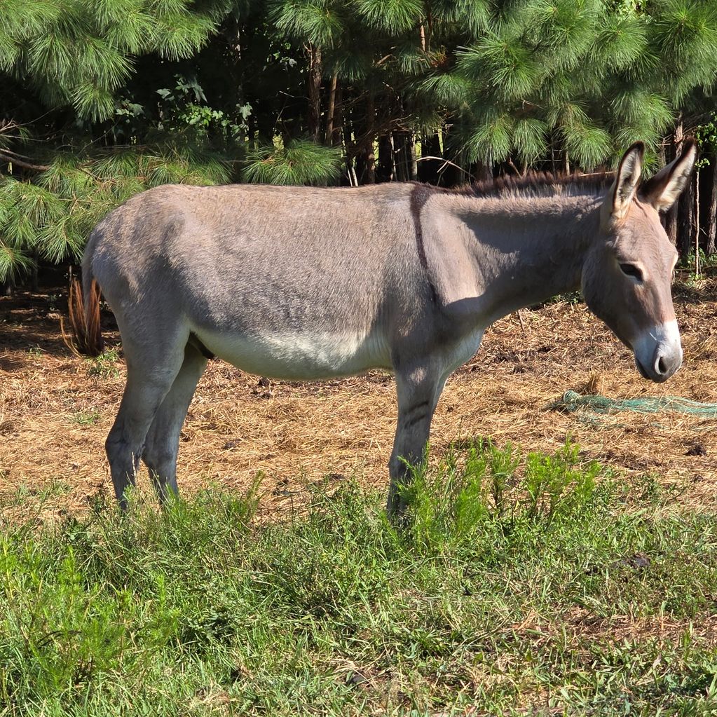 Standard size Donkeys | Big E Livestock and Donkeys