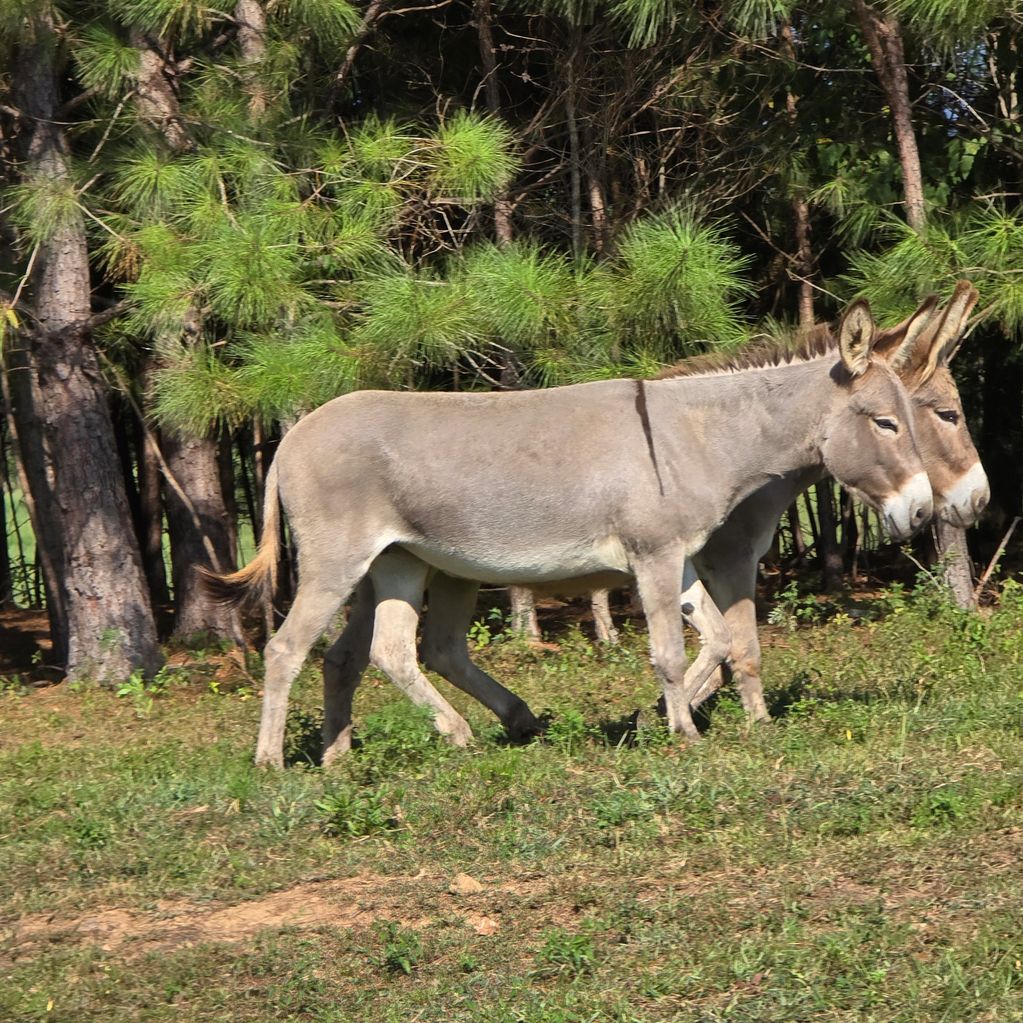 Standard size Donkeys | Big E Livestock and Donkeys